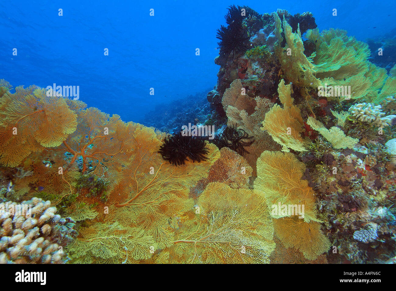 Fan coral Subergorgia sp with black feather stars attached Namu atoll ...