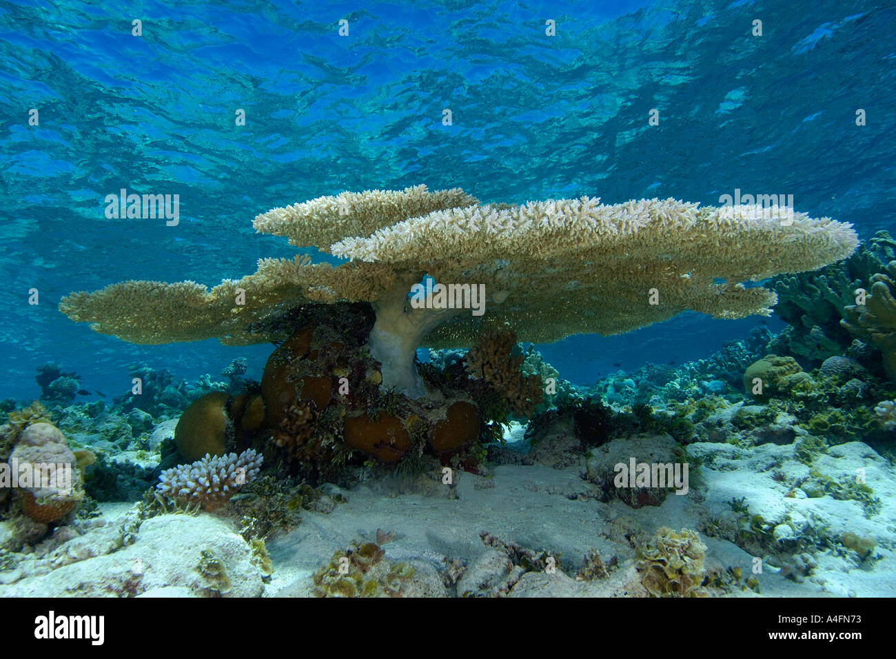 Namu atoll hi-res stock photography and images - Alamy