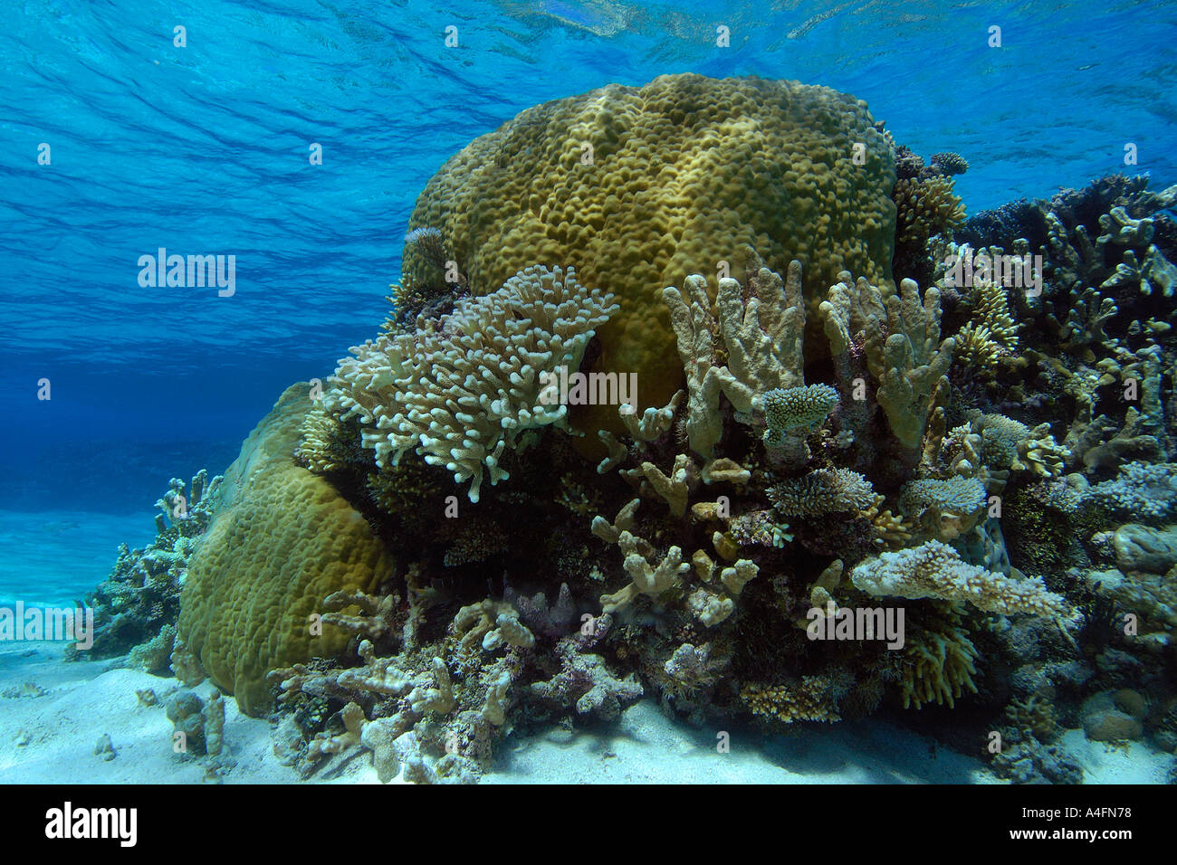 Shallow coral reef on sandy bottom mainly Porites sp Acropora sp and ...
