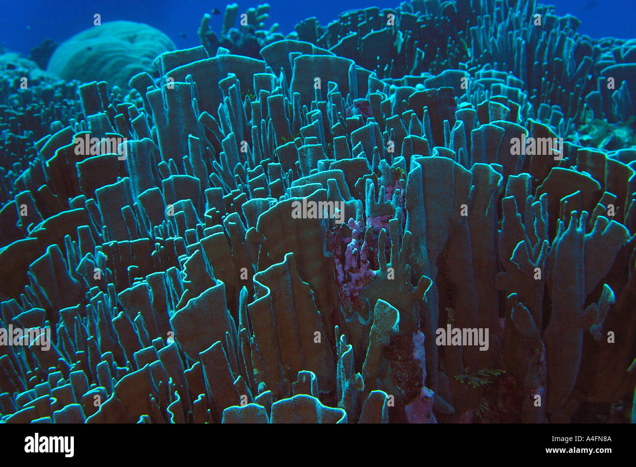 Blue coral Heliopora coerulea Namu atoll Marshall Islands N Pacific ...