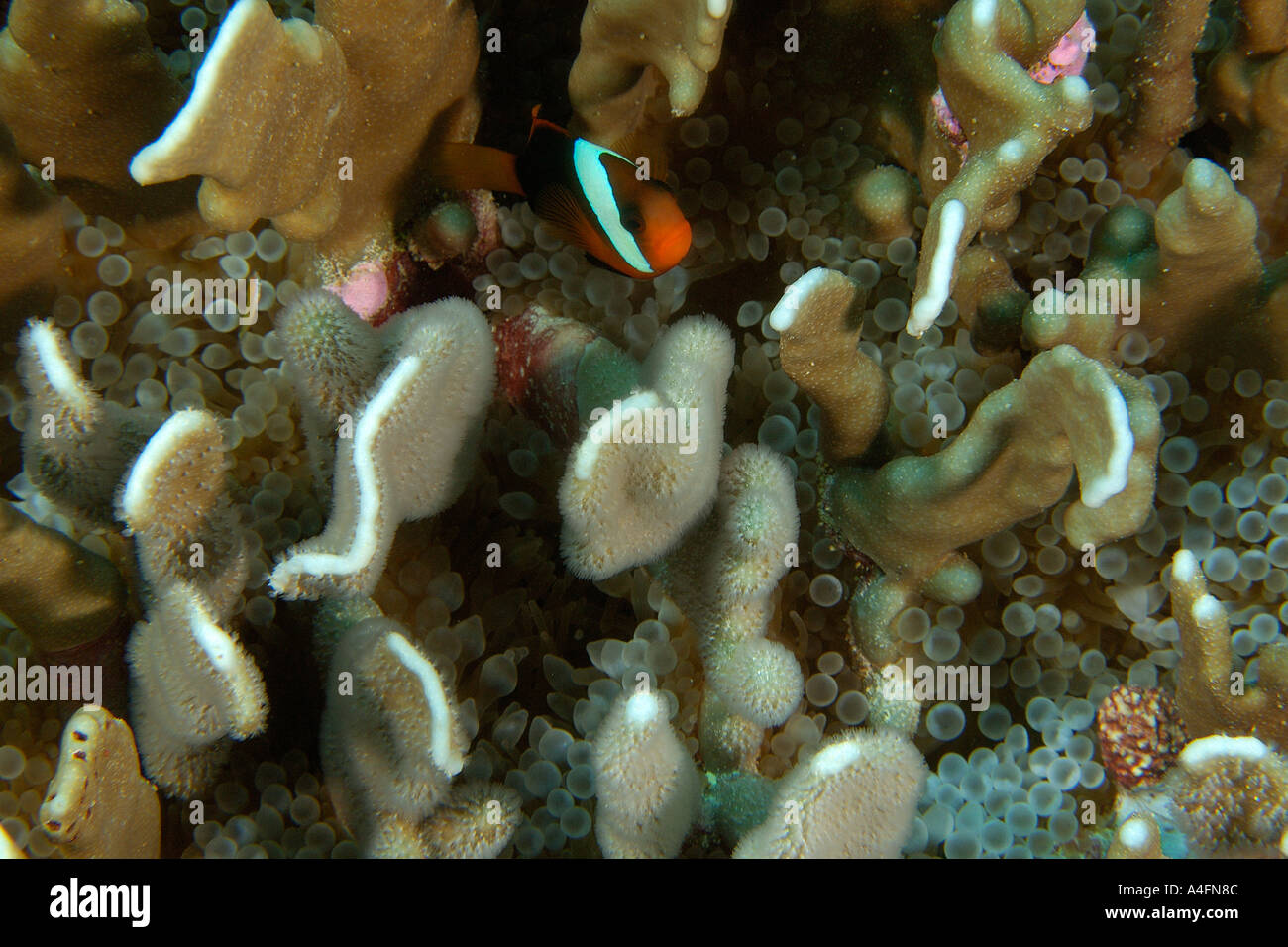 Blue coral Heliopora coerulea bulb anemone Entacmaea quadricolor ...