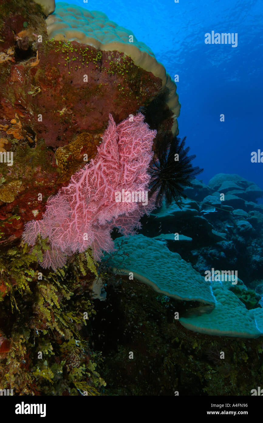Coral reef mainly pink hydrocoral lace coral Stylaster sp and lobe ...