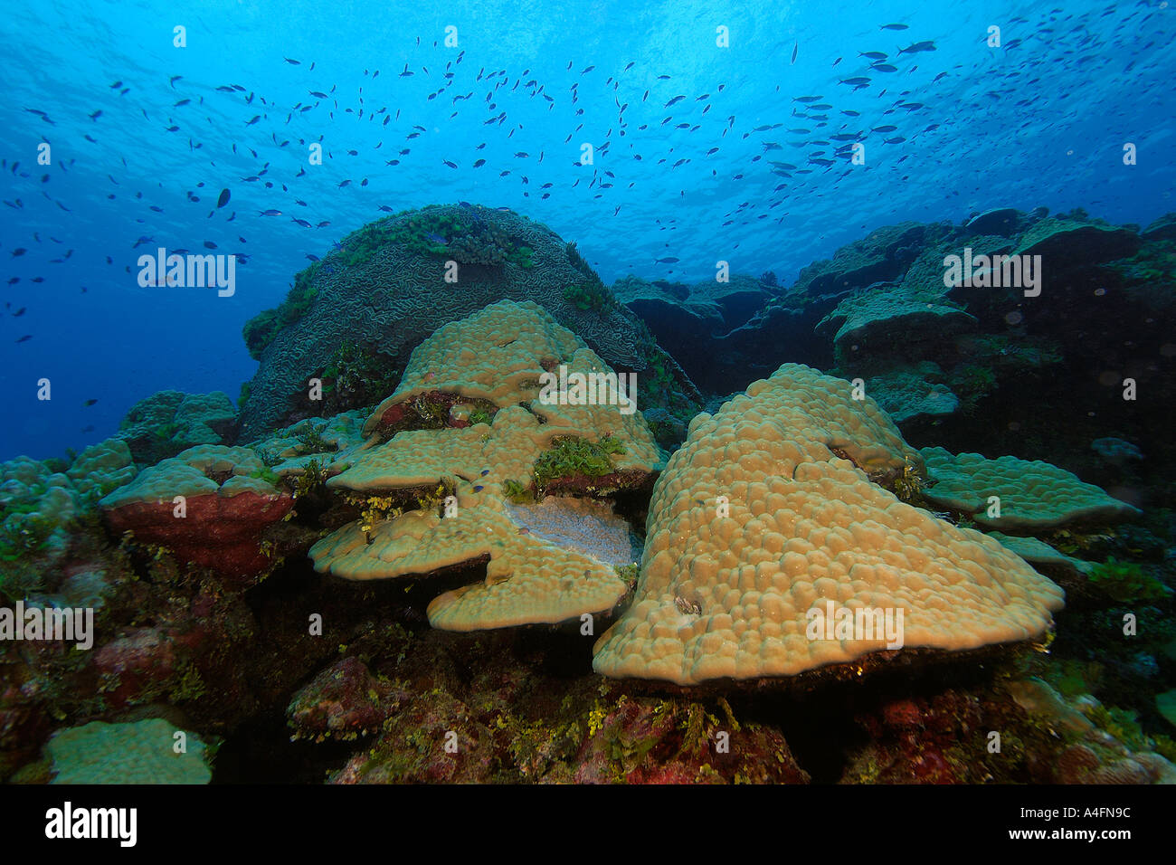 Lobe coral Porites sp Namu atoll Marshall Islands N Pacific Stock Photo ...