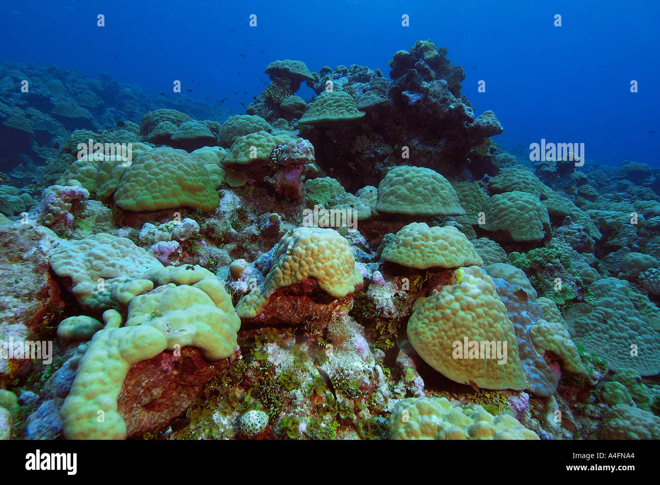 Lobe coral Porites spp Namu atoll Marshall Islands N Pacific Stock ...
