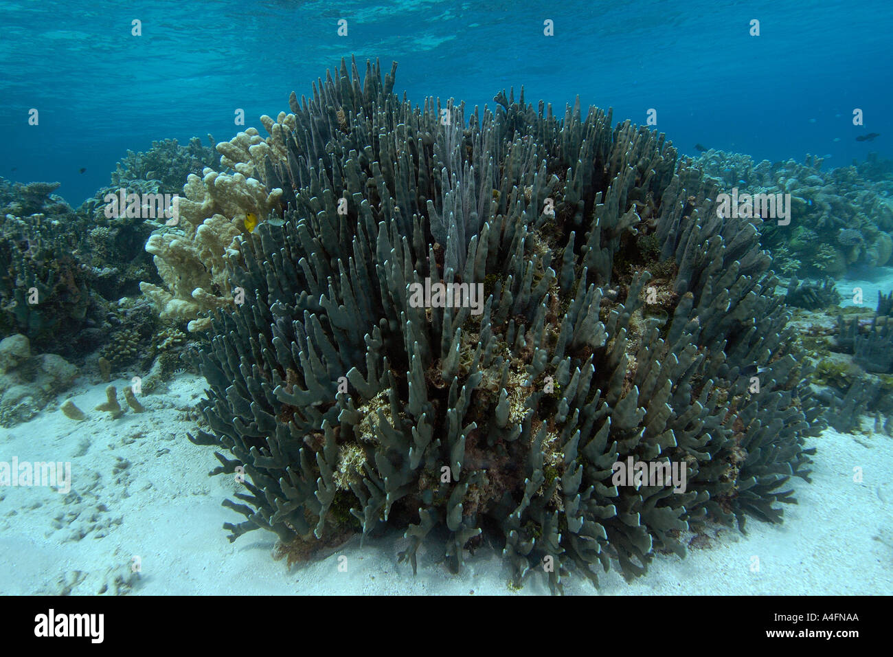 Blue coral Heliopora coerulea Namu atoll Marshall Islands N Pacific ...