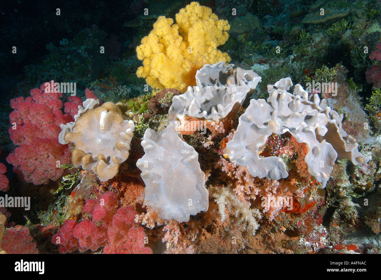Soft corals Sarcophytum sp and Dendronephthya sp Namu atoll Marshall ...