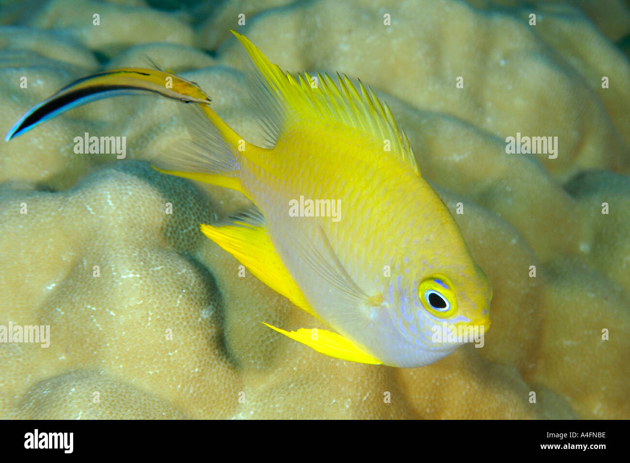Golden damsel Amblyglyphidodon aureus being cleaned by bluestreak ...
