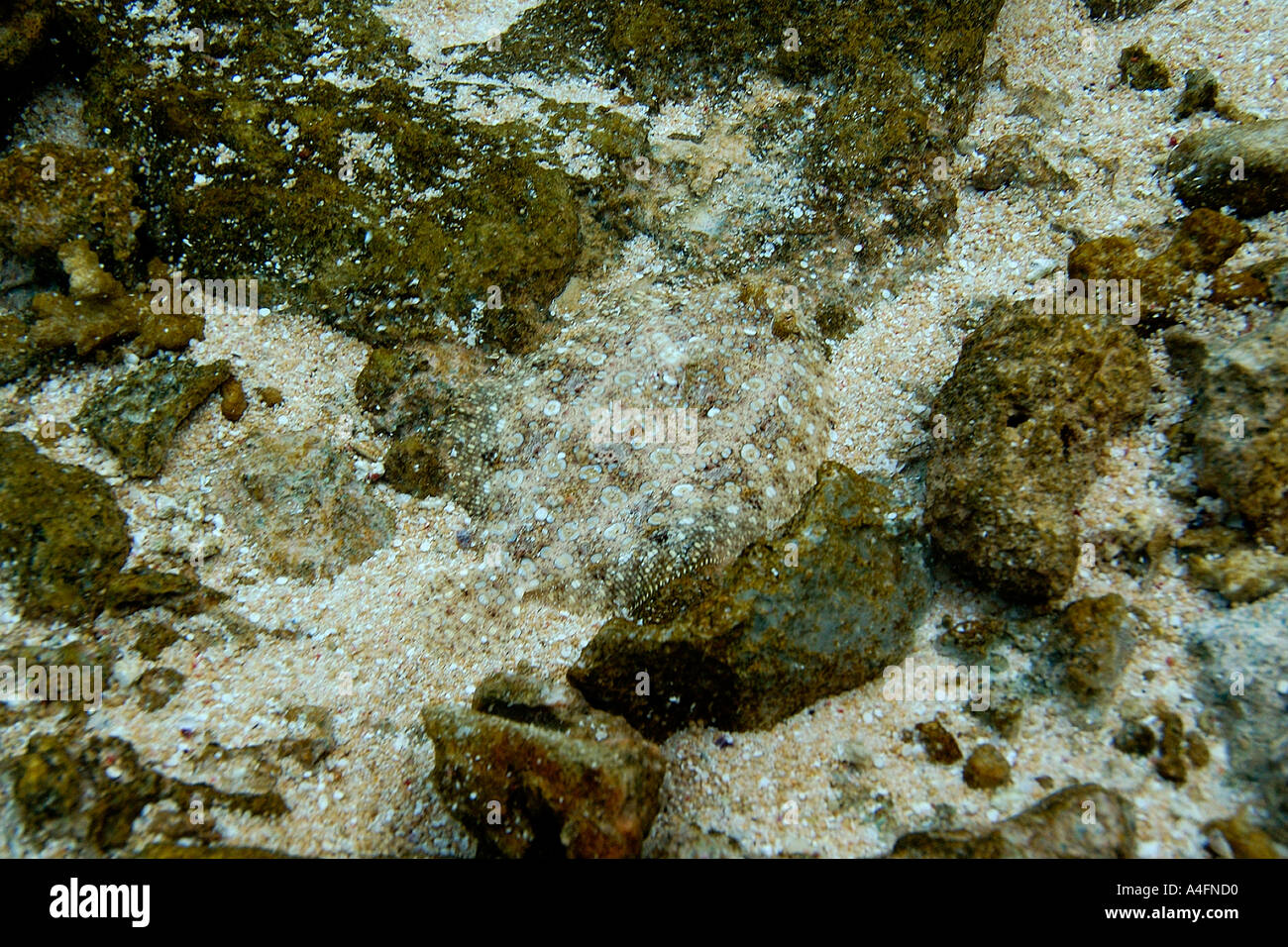 Flounder on rocky bottom Bothus sp Majikin Island Namu atoll Marshall ...