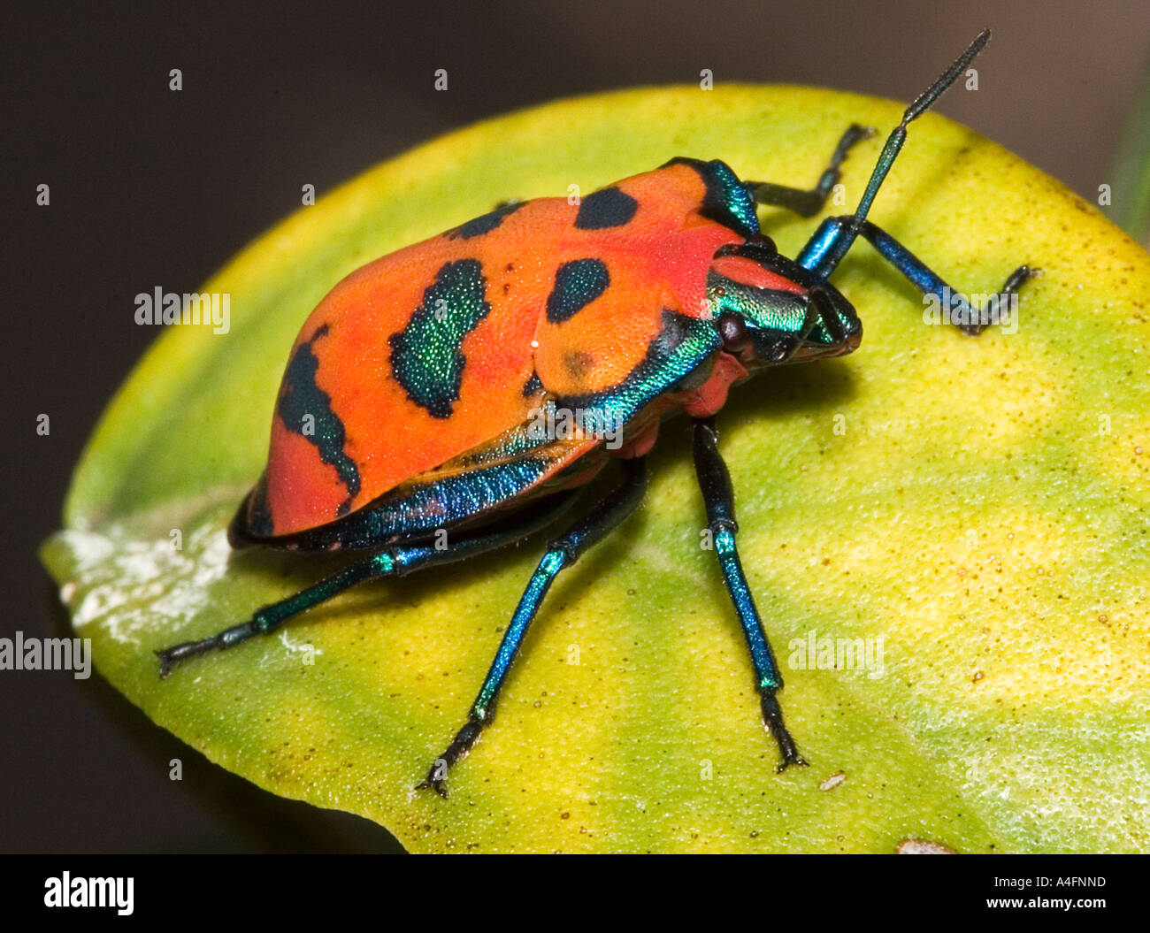 Orange beetle harlequin australia nature macro hi-res stock photography ...