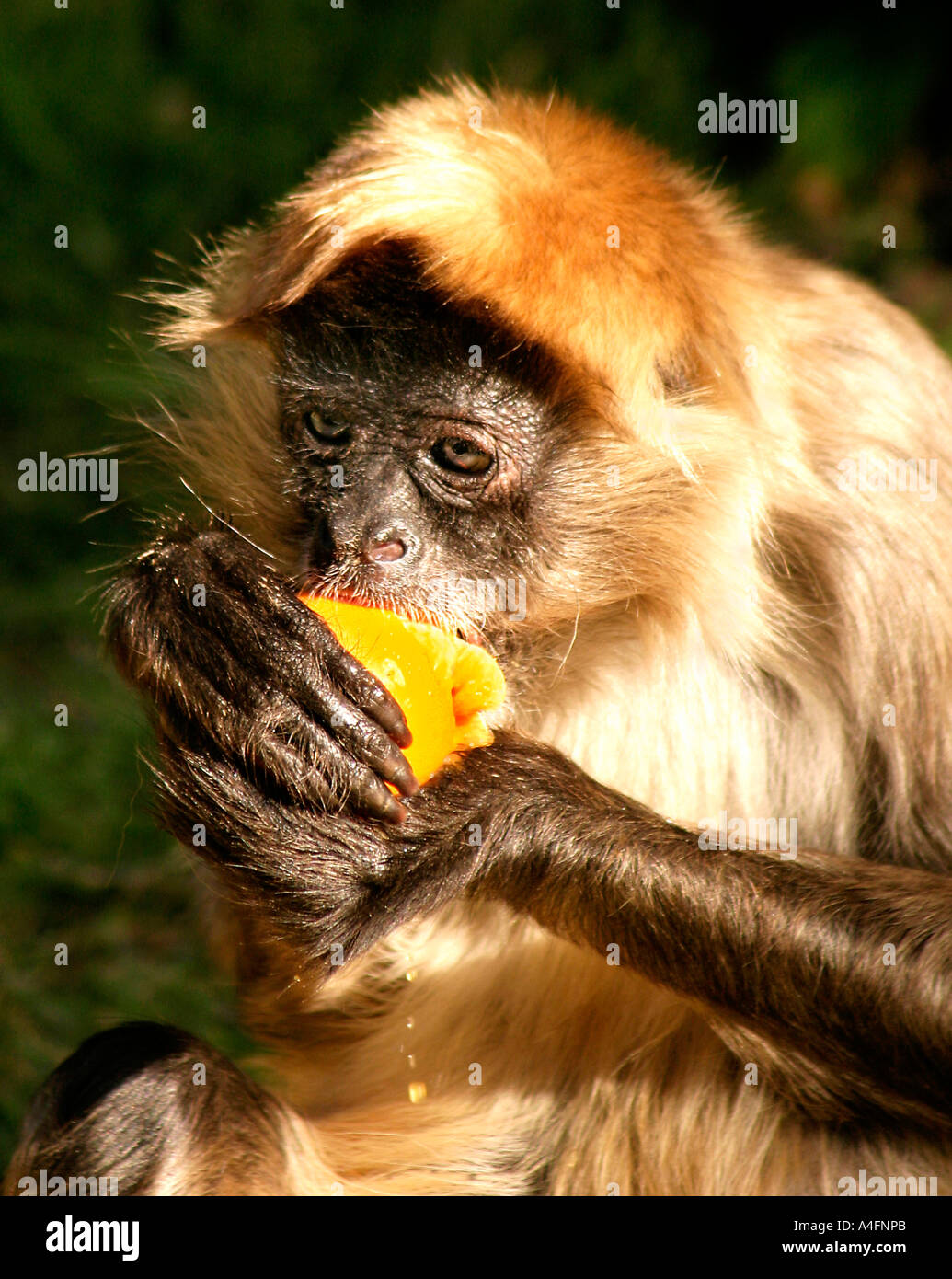 Orange Monkey