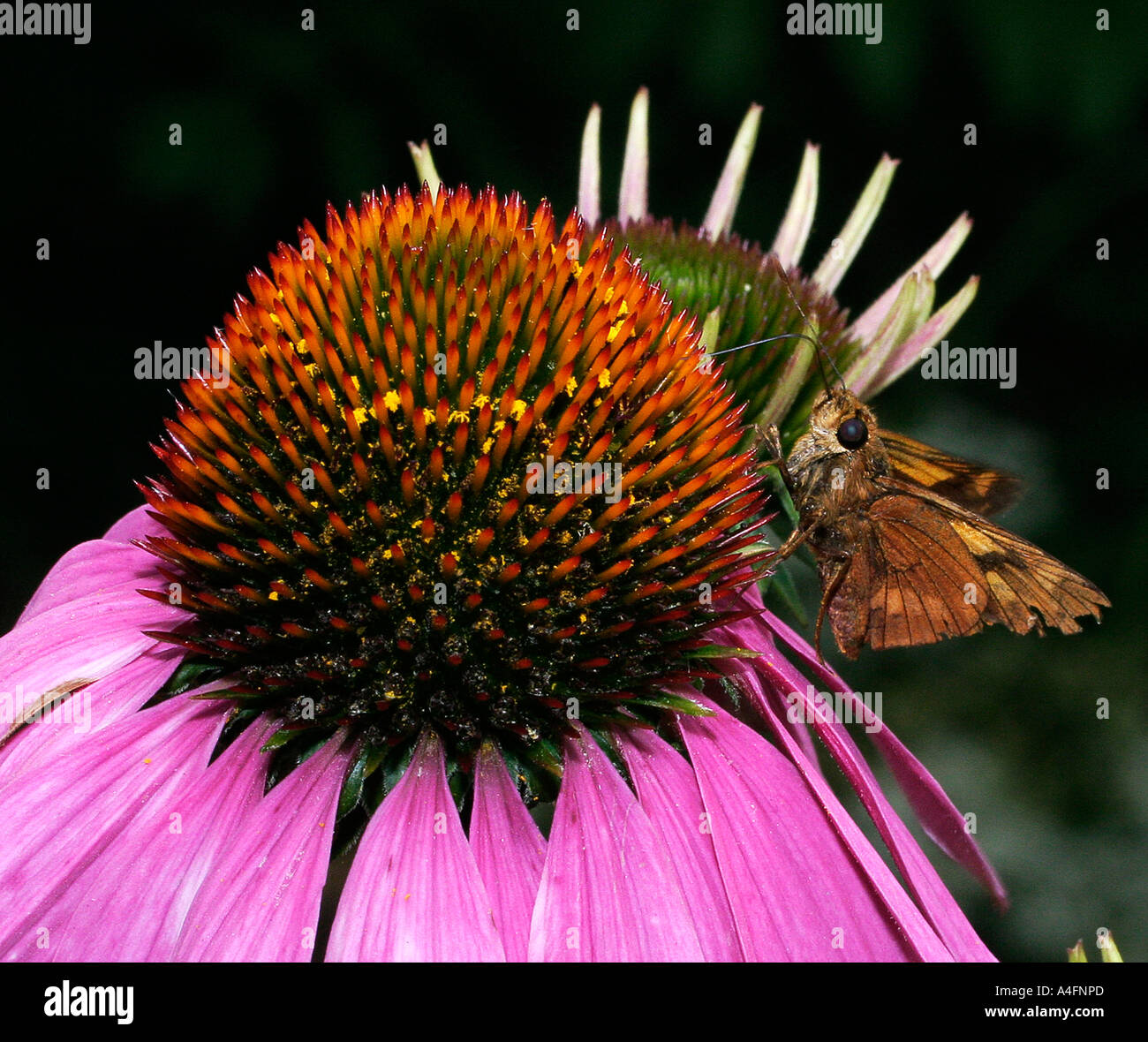 Flower moth insect gazania nature blue hi-res stock photography and ...