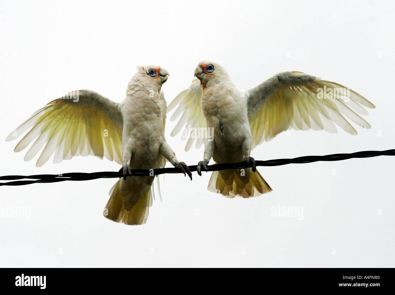 corellas arguing nature birds on the wire Stock Photo - Alamy