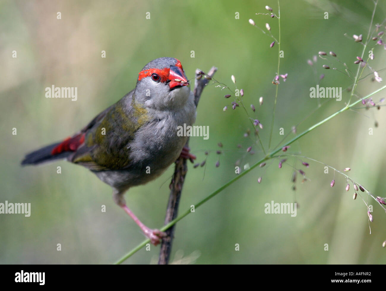Red bird of australia hi-res stock photography and images - Alamy