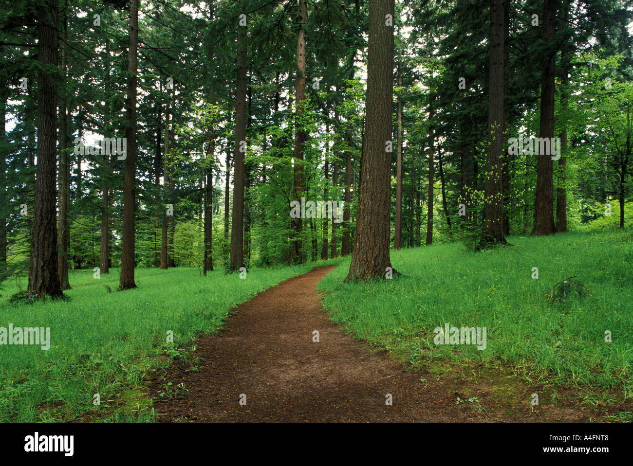 Forest Path in city park in Portland Oregon Stock Photo - Alamy