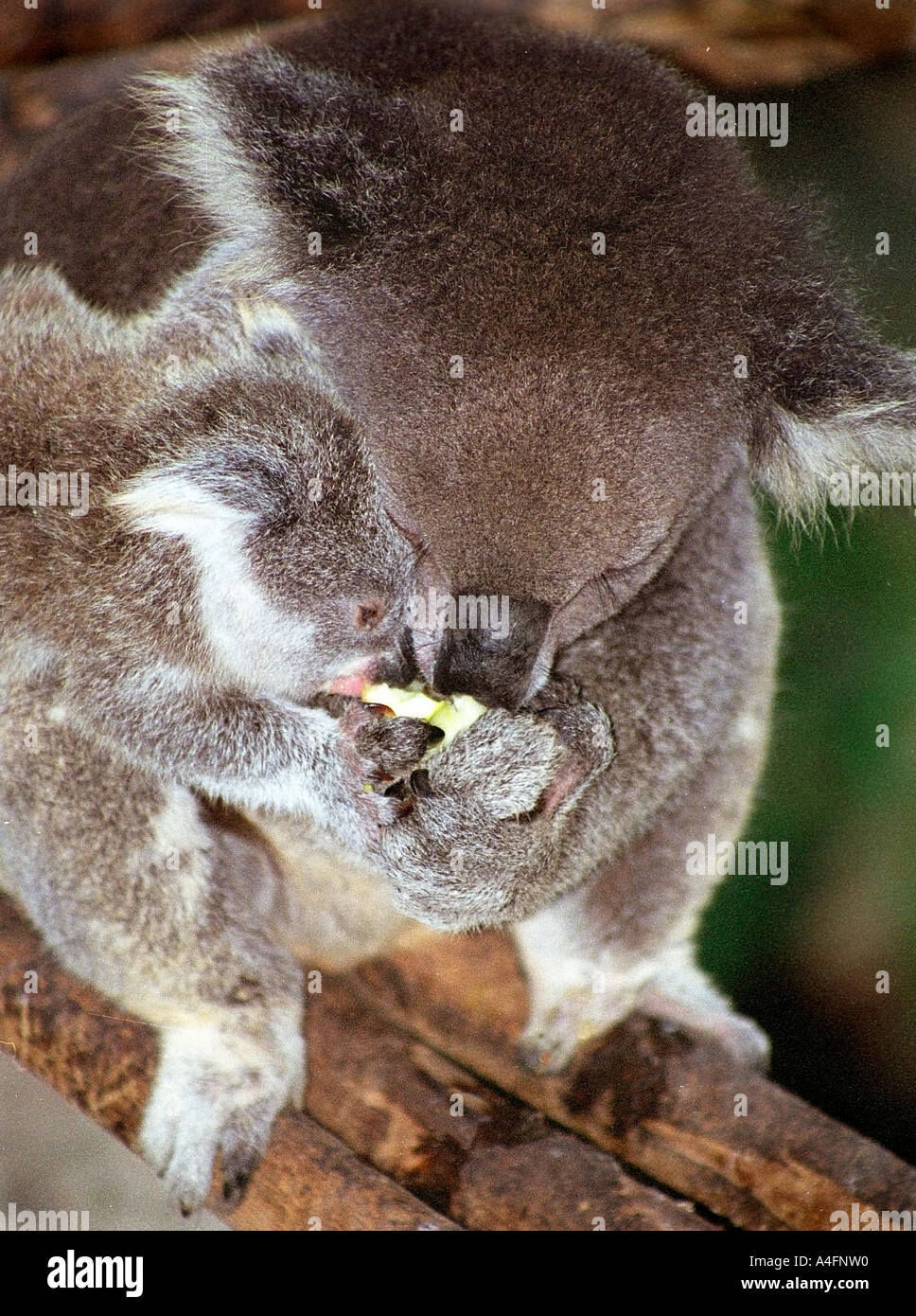 koalas australia eating apple very rare Stock Photo - Alamy