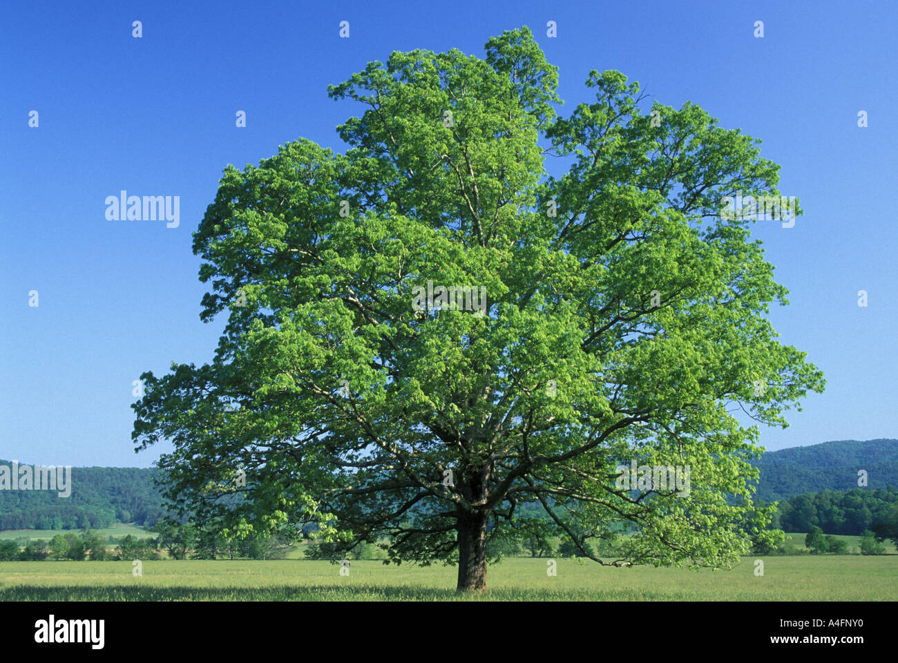 Burr oak hi-res stock photography and images - Alamy