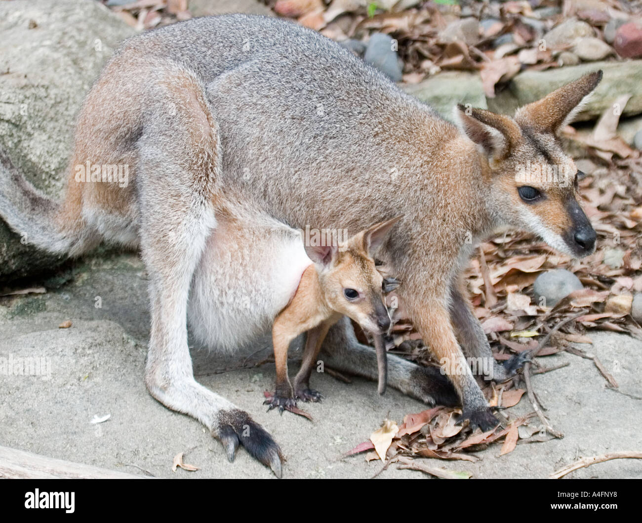 Baby wallaby with mum hi-res stock photography and images - Alamy