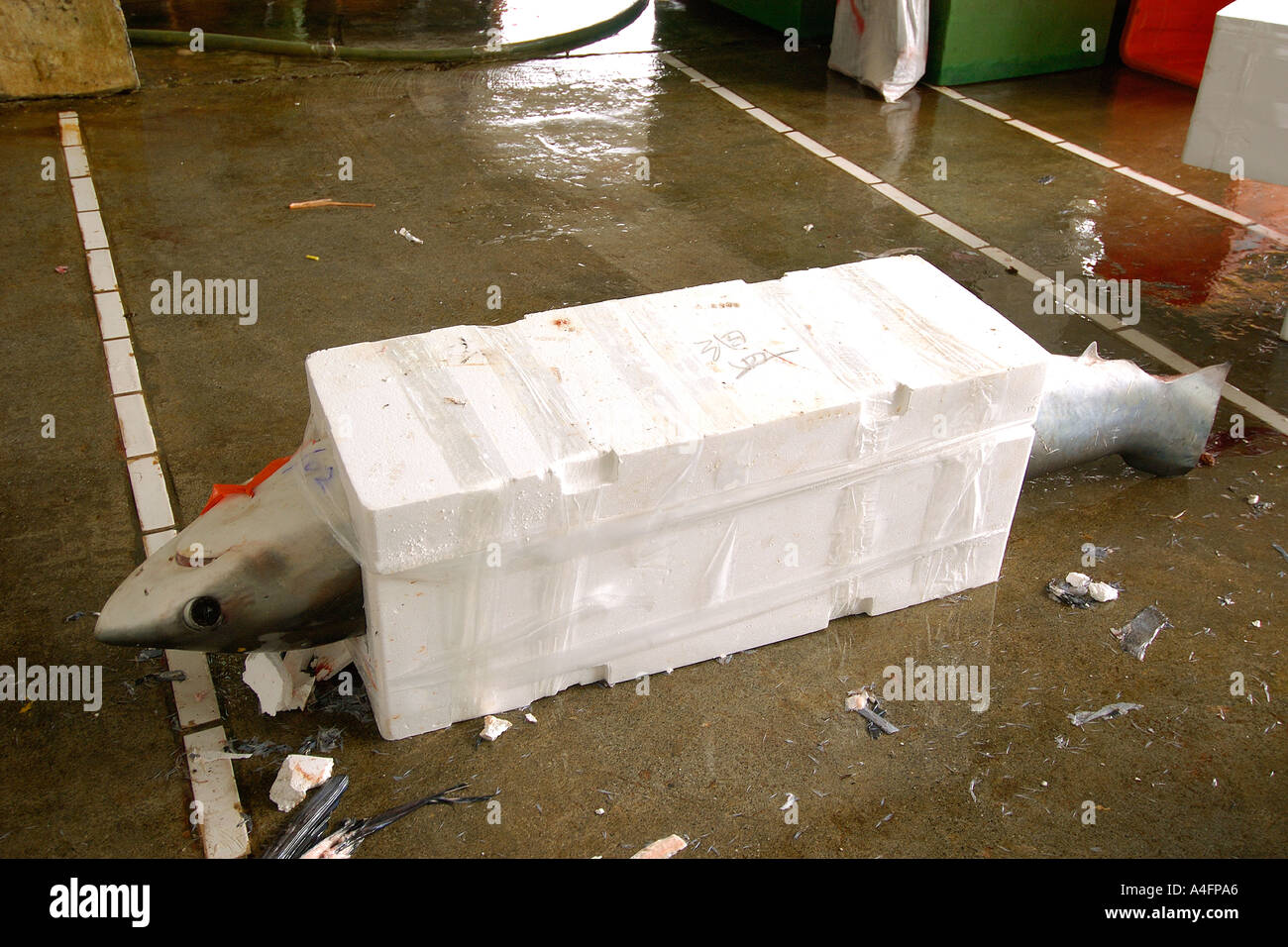 Thresher shark packed for shipment Alopias sp Nanfang ao fish market ...