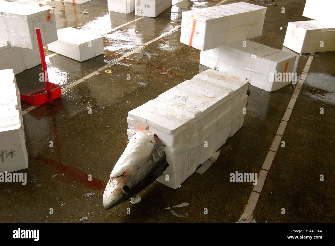 Thresher shark packed for shipment Alopias sp Nanfang ao fish market ...