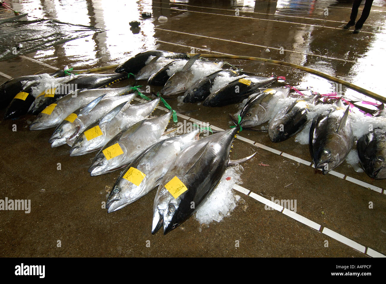 Yellowfin tuna carcasses Thunnus albacares Suao fish market Taiwan ...