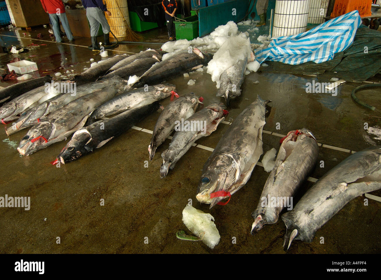 Swordfish or billfish carcasses Nanfang ao fish market Suao Taiwan ...