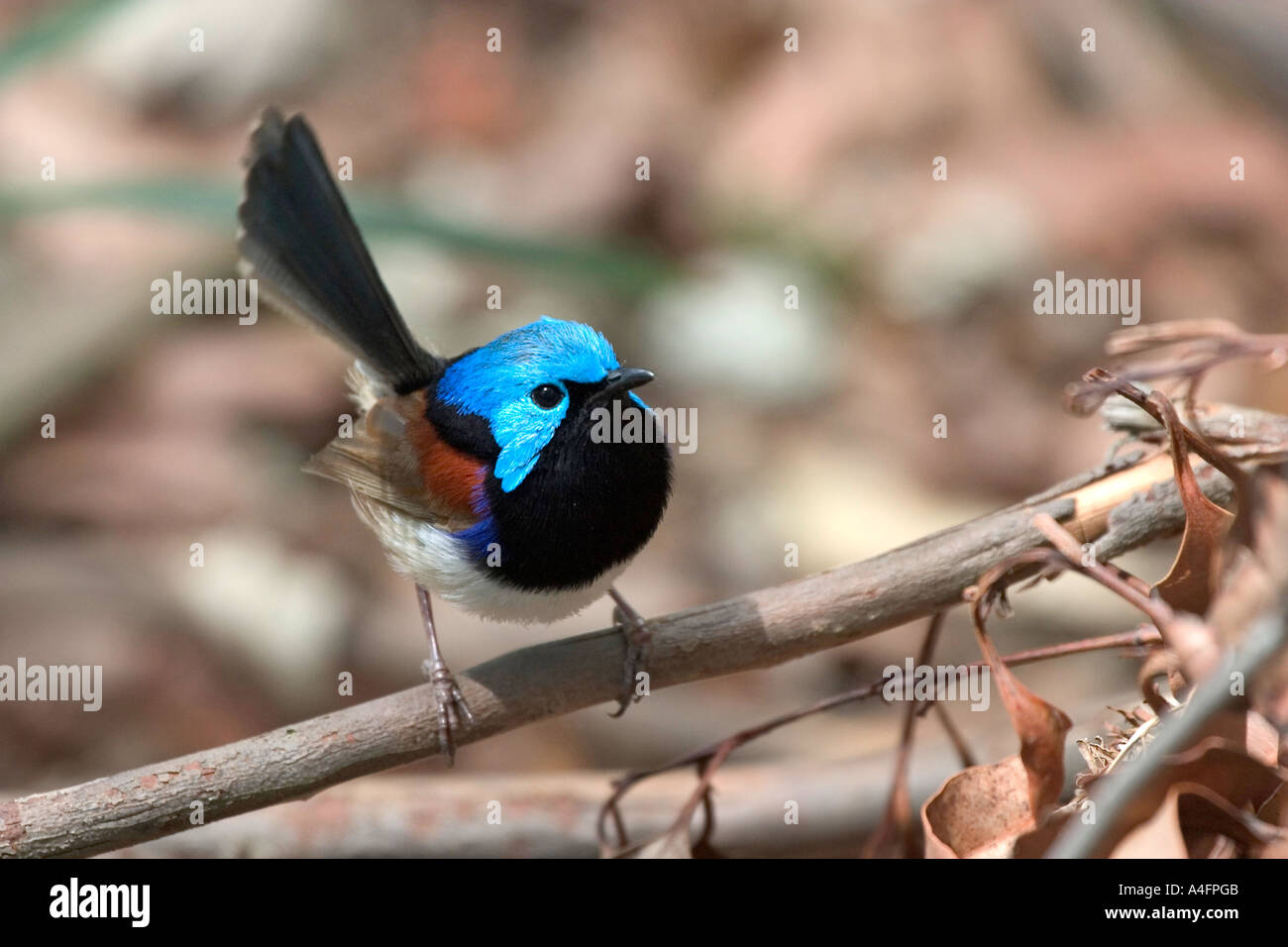 native bird australia Stock Photo - Alamy