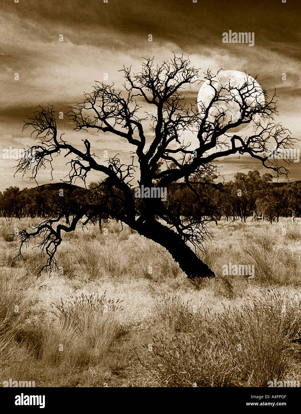 outback tree sepia Stock Photo - Alamy