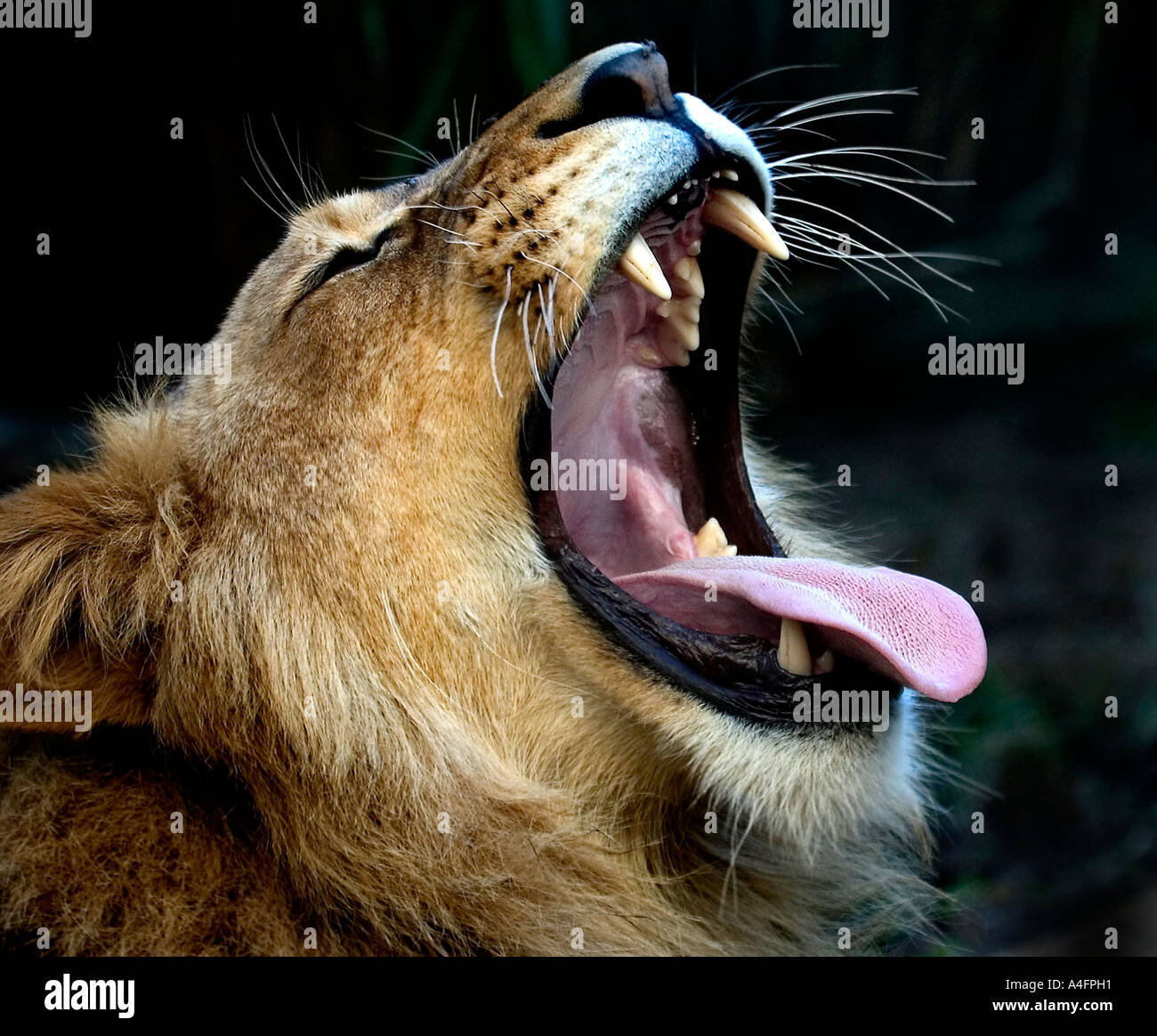 Leader lion hi-res stock photography and images - Alamy