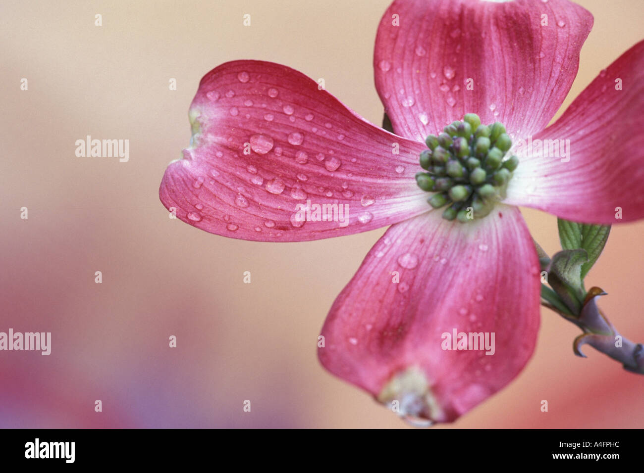 Dogwood flower hi-res stock photography and images - Alamy