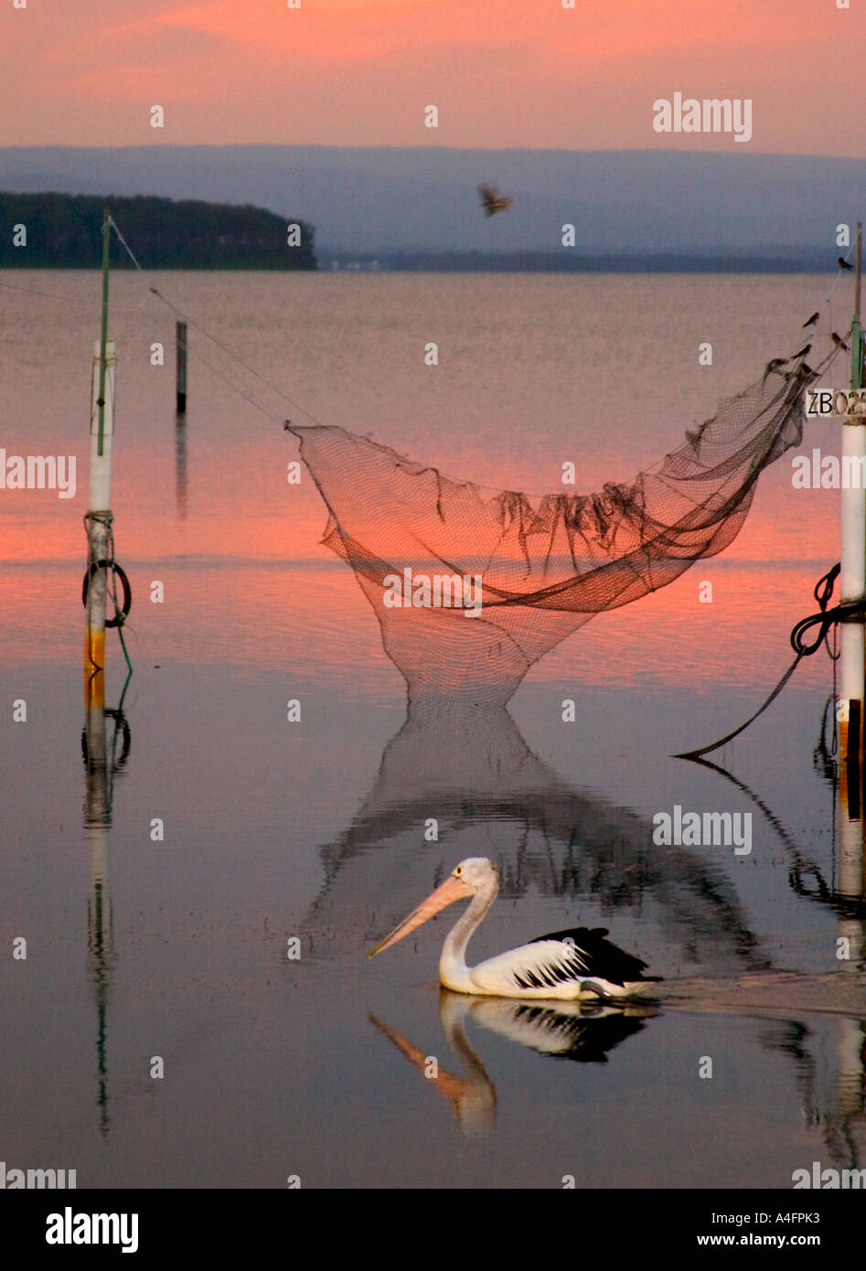 pelican on sunset Stock Photo - Alamy