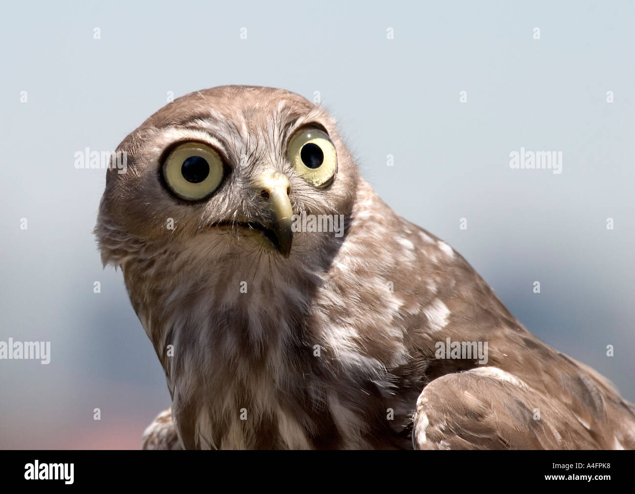 Owl nature owl hi-res stock photography and images - Alamy