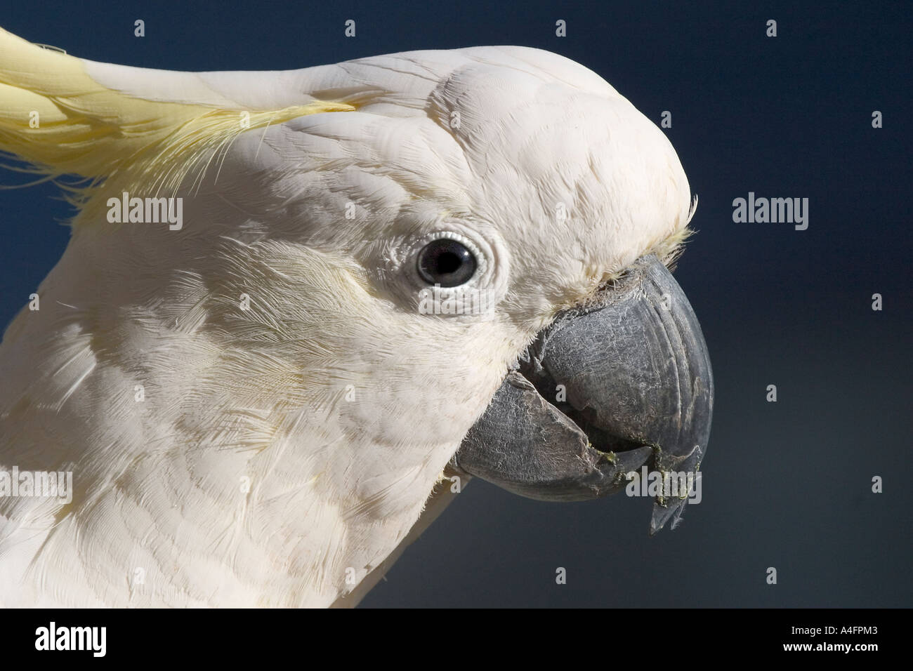 Little cockatoo bird exotic hi-res stock photography and images - Alamy