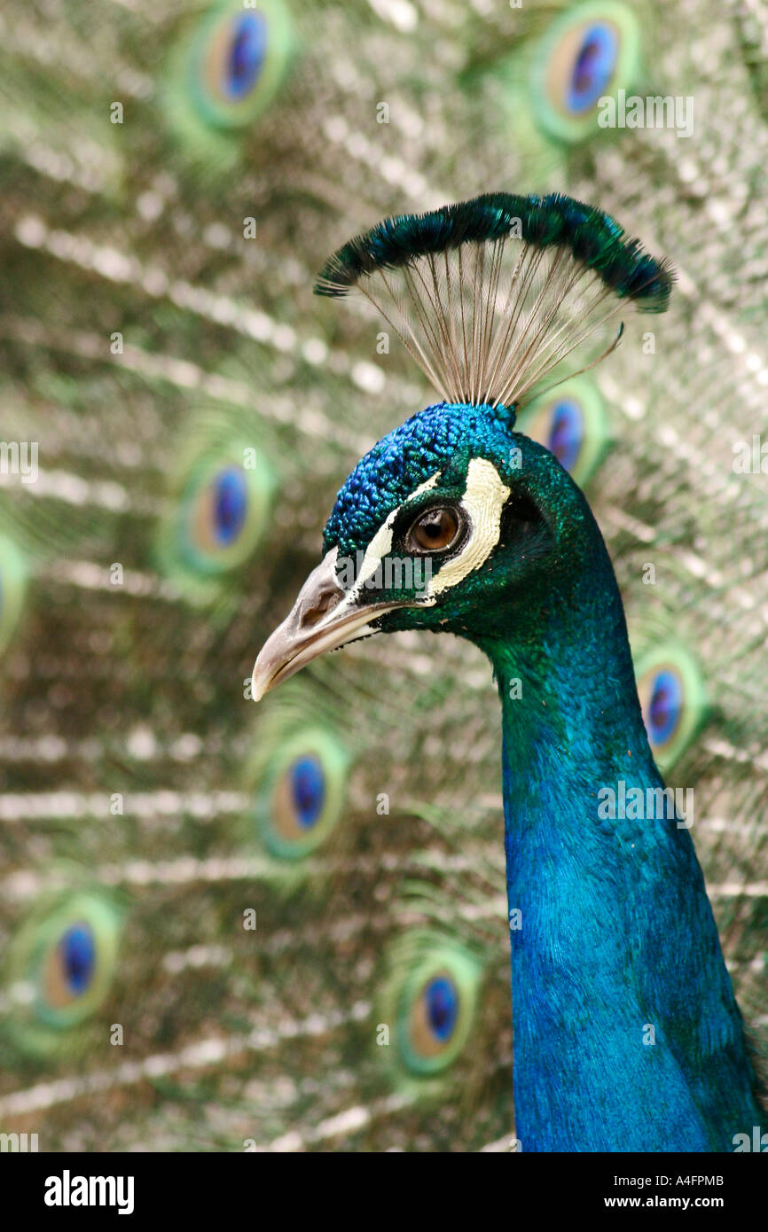 peacock profile poser Stock Photo - Alamy