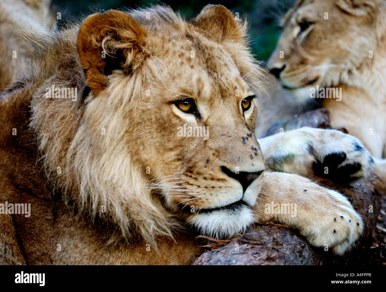 lazy lion wildlife mane Stock Photo - Alamy