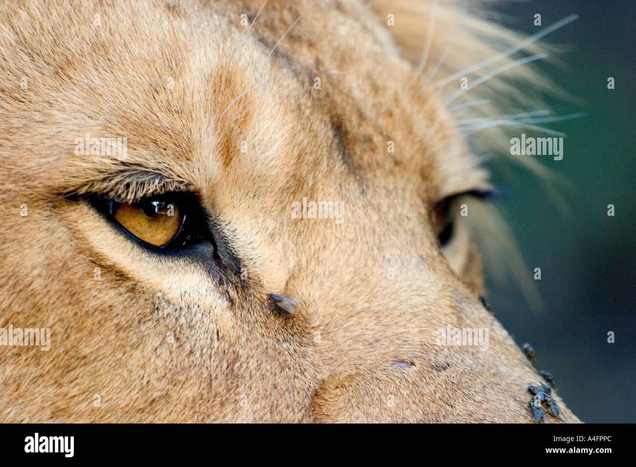 Large lion pride hi-res stock photography and images - Alamy
