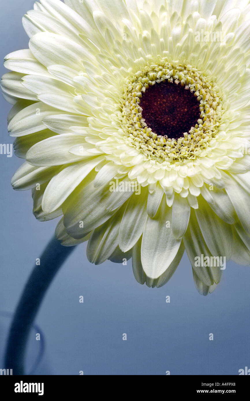 Stunner hi-res stock photography and images - Alamy