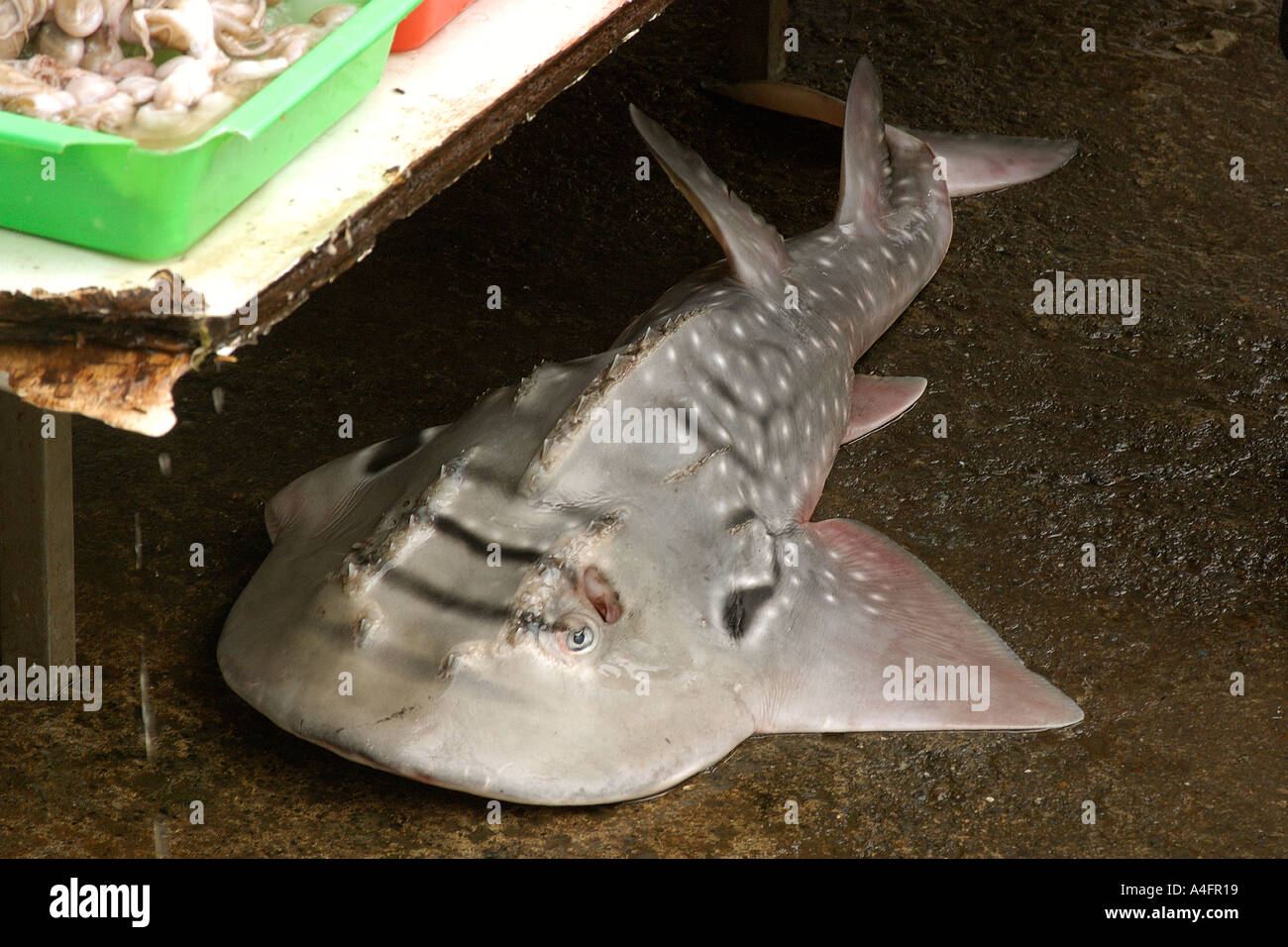 Bowmouth guitarfish Rhina ancylostoma for sale at Nanfang ao fish ...