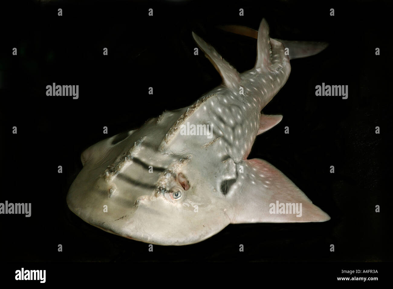 Bowmouth guitarfish shark ray Rhina ancylostoma Suao Taiwan Republic of ...