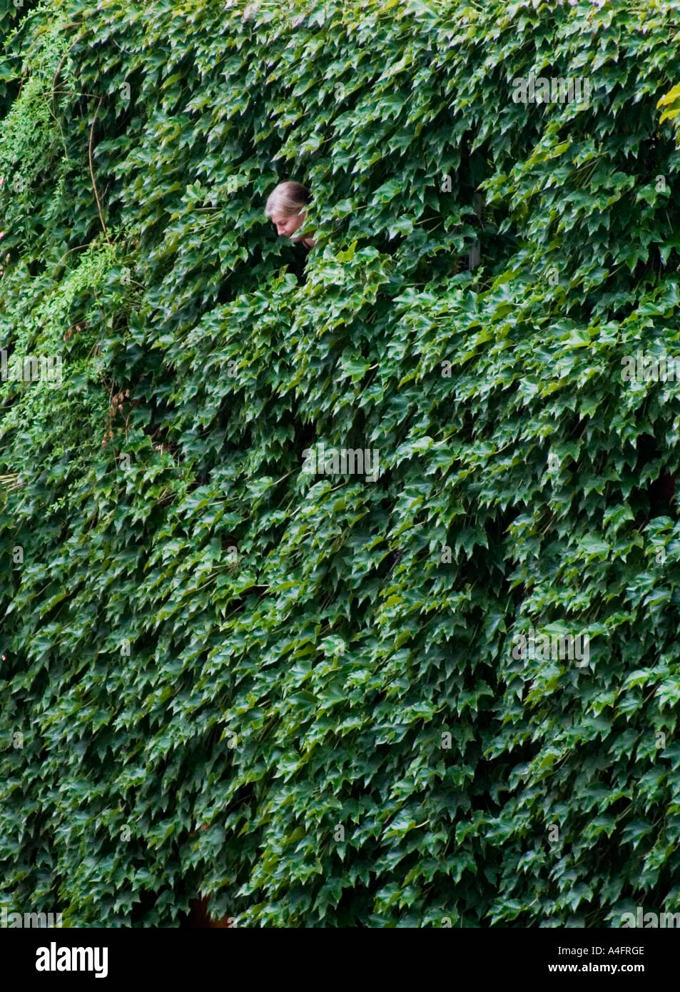 face in ivy Stock Photo - Alamy