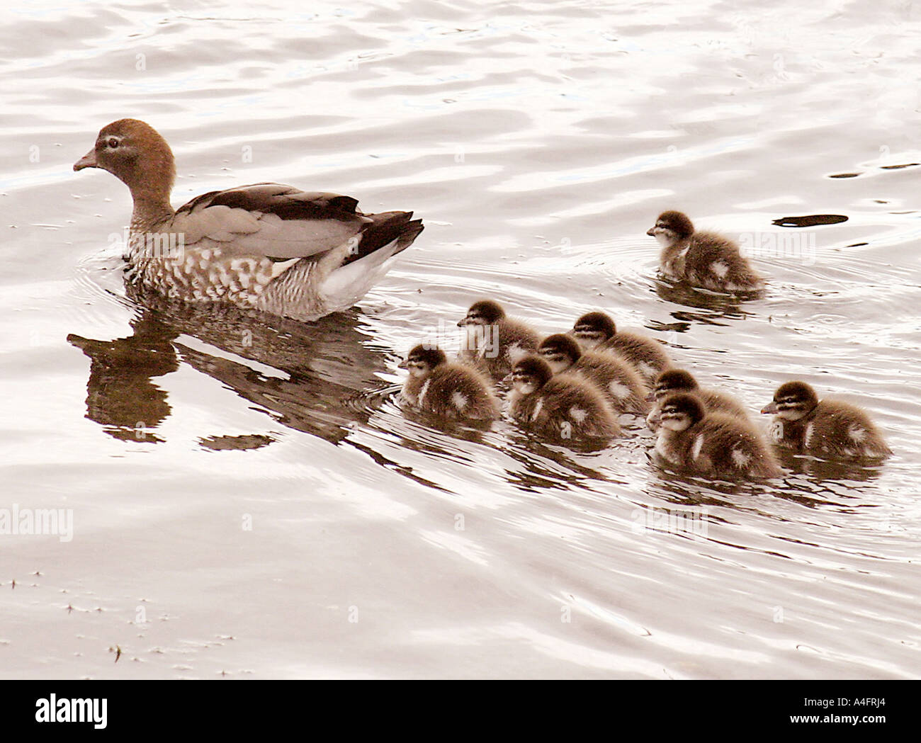 Ducklings with mum hi-res stock photography and images - Alamy