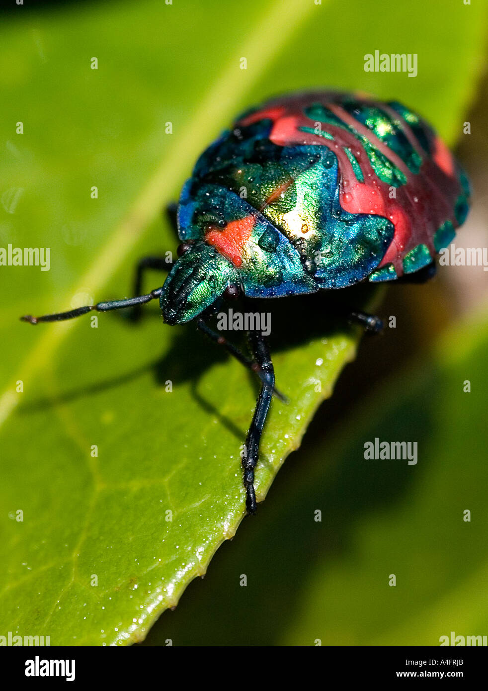 Colourful beetle hi-res stock photography and images - Alamy