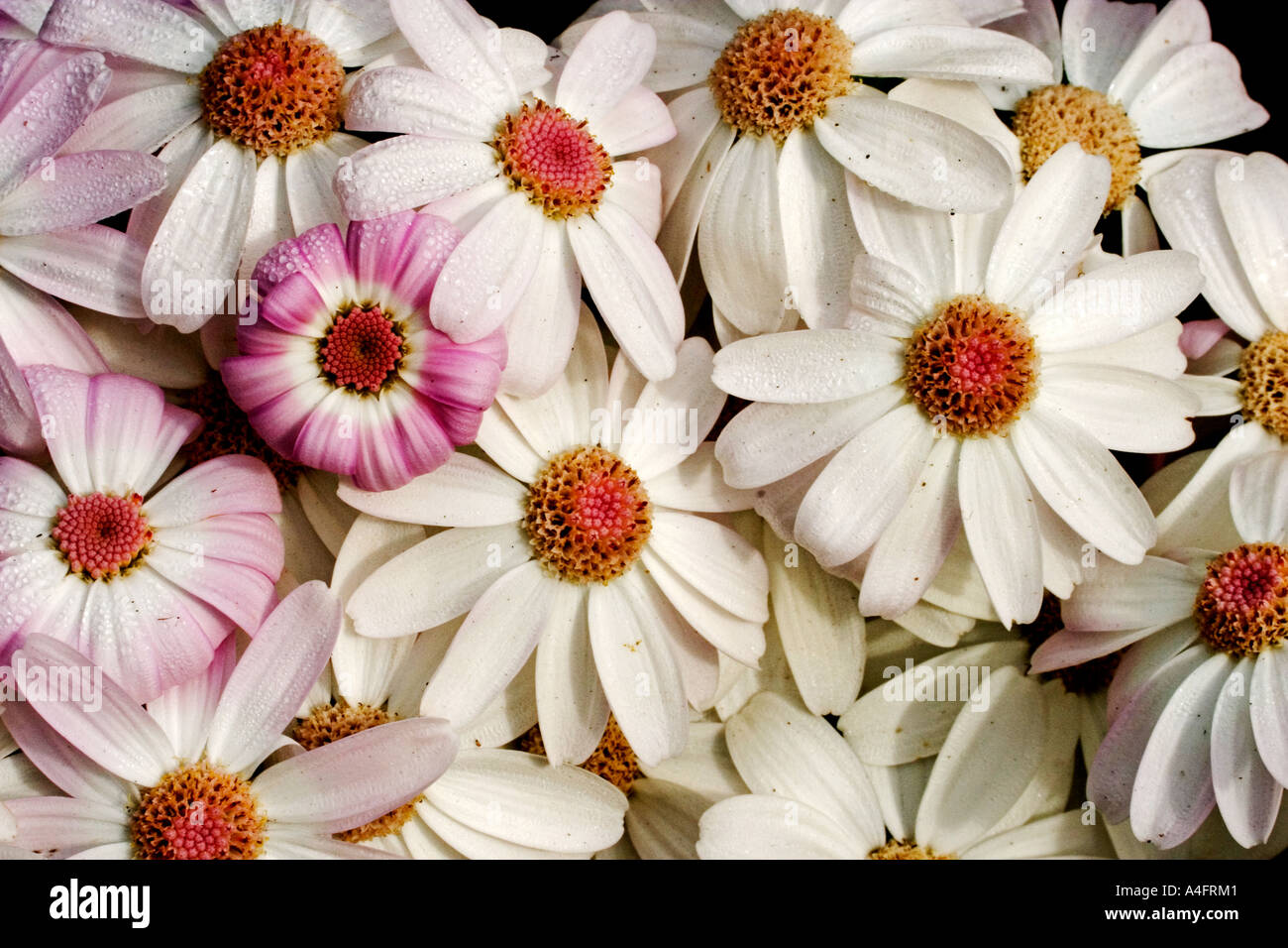 Odd season hi-res stock photography and images - Alamy