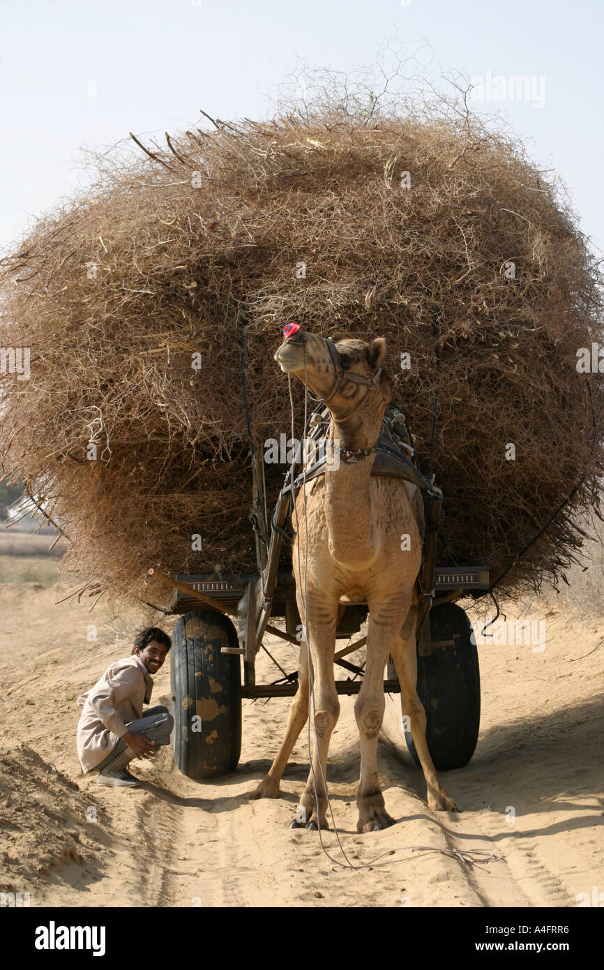 Camel cart in the desert near Bikaner Rajasthan India Stock Photo - Alamy