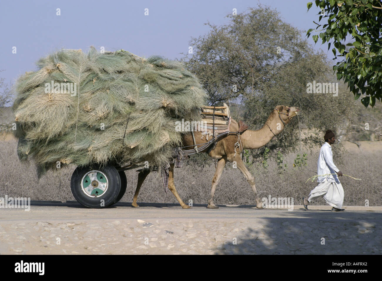 Man leading a camel cart in the desert near Bikaner Rajasthan Stock ...