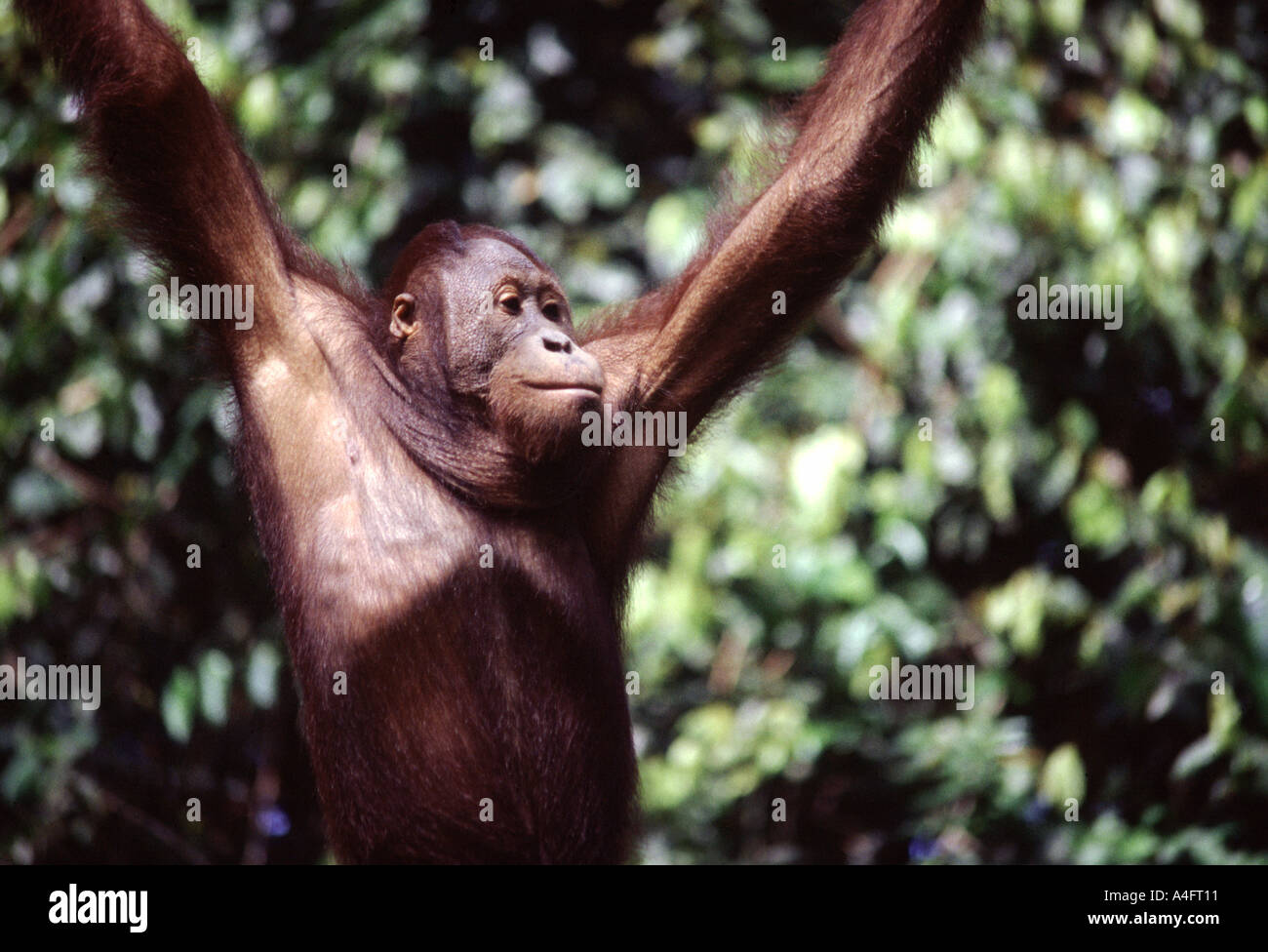 Orangutan ourangutan malaysia rehabilitation center hanging cling ...