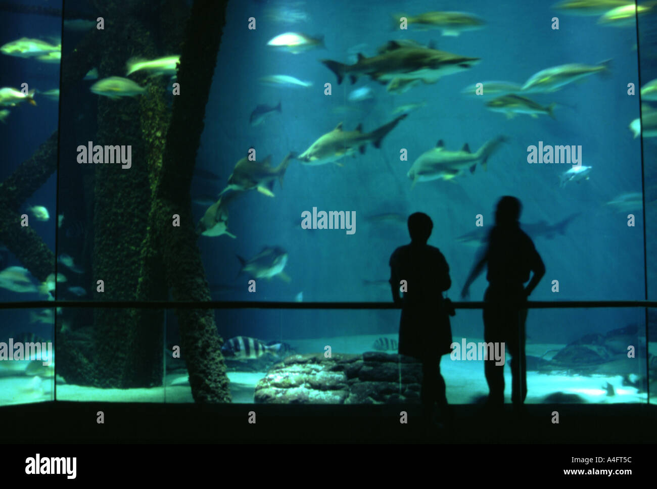 Aquarium tank and visitors Stock Photo - Alamy