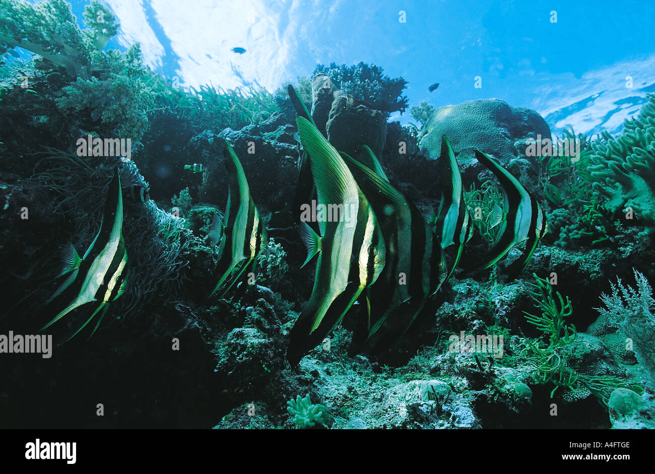 Juvenile batfishes , Tukang Besi Islands Sulawesi Indonesia Stock Photo ...