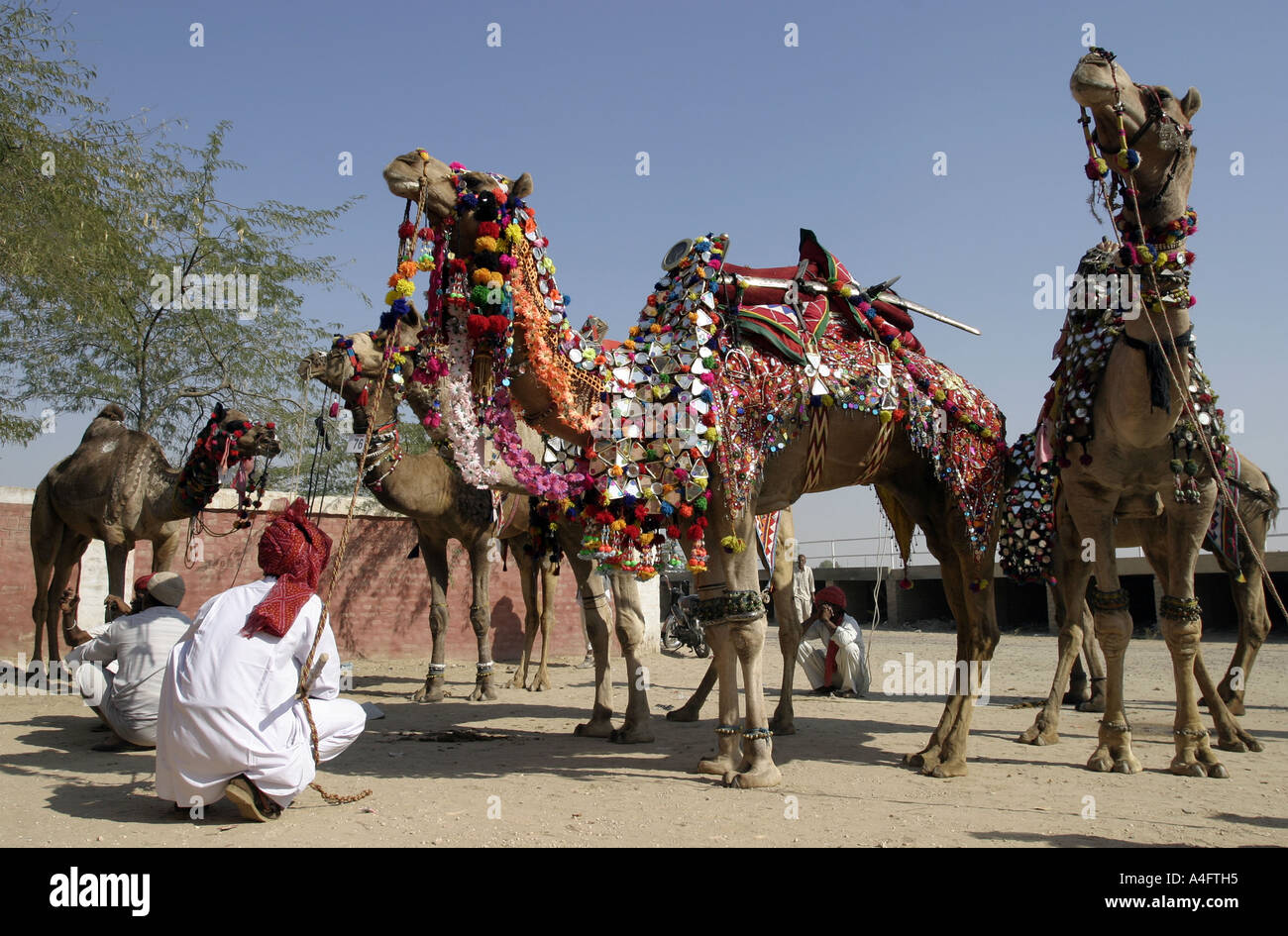 Camels with traditional decorations Bikaner Camel Festival Raj Stock ...