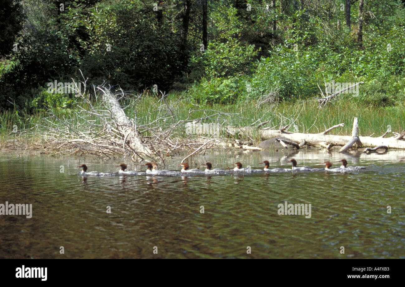 Usa Minnesota BWCA Boundary Waters Canoe Area Procession of Looms Stock ...