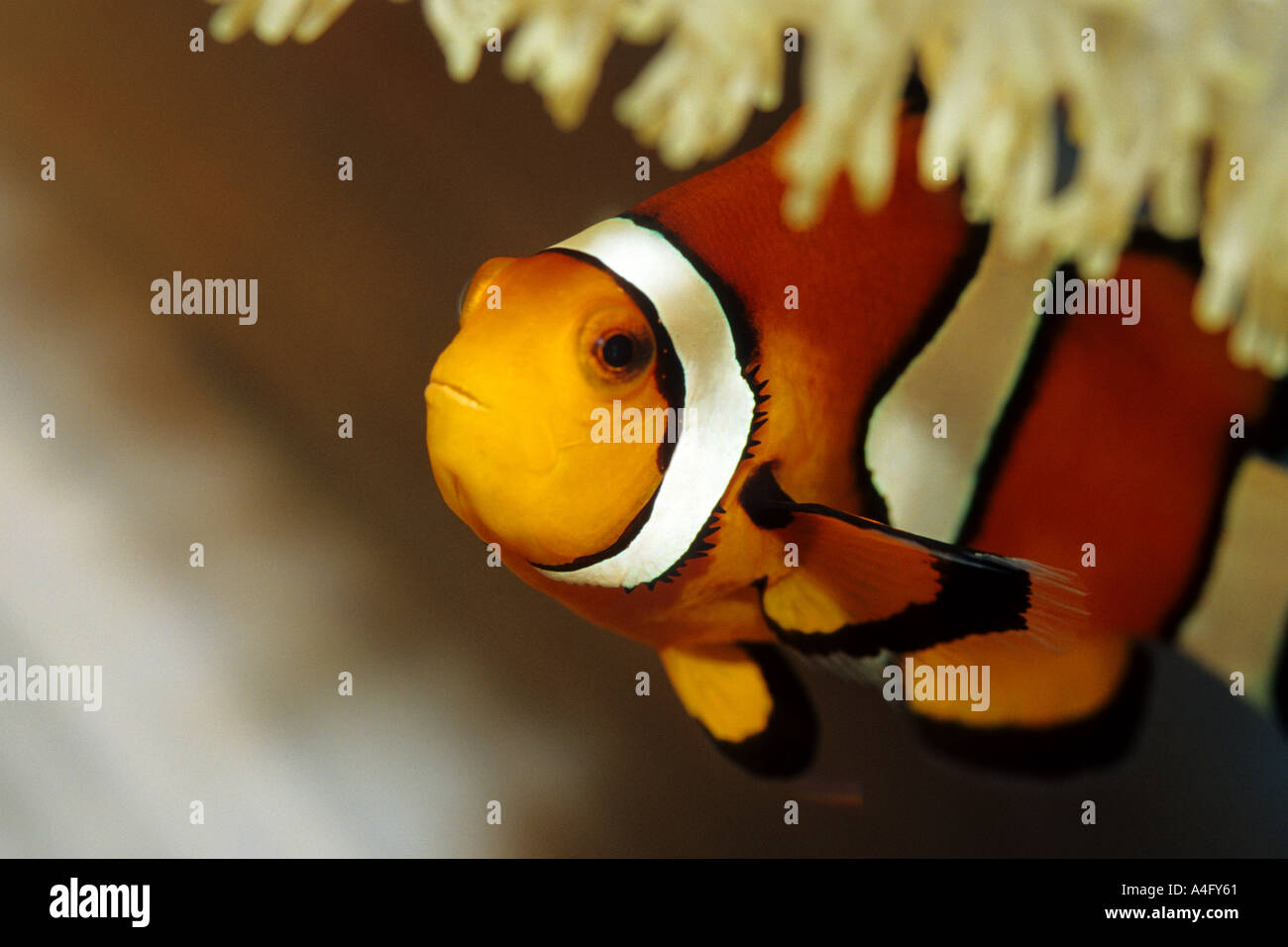 Clown fish Seattle Aquarium Stock Photo - Alamy